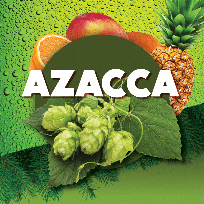 Azacca humle 100g 2022 Alpha 13,1%